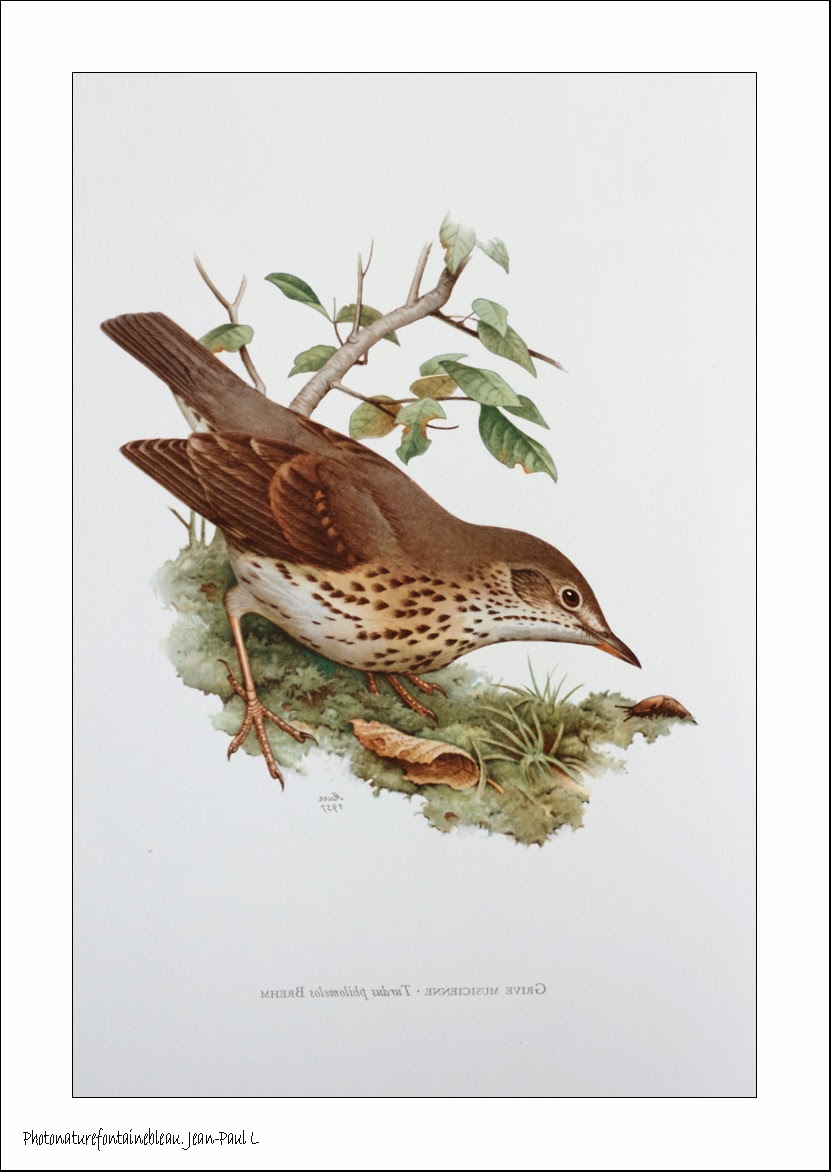 Grive musicienne Turdus philomelos. 2013 132