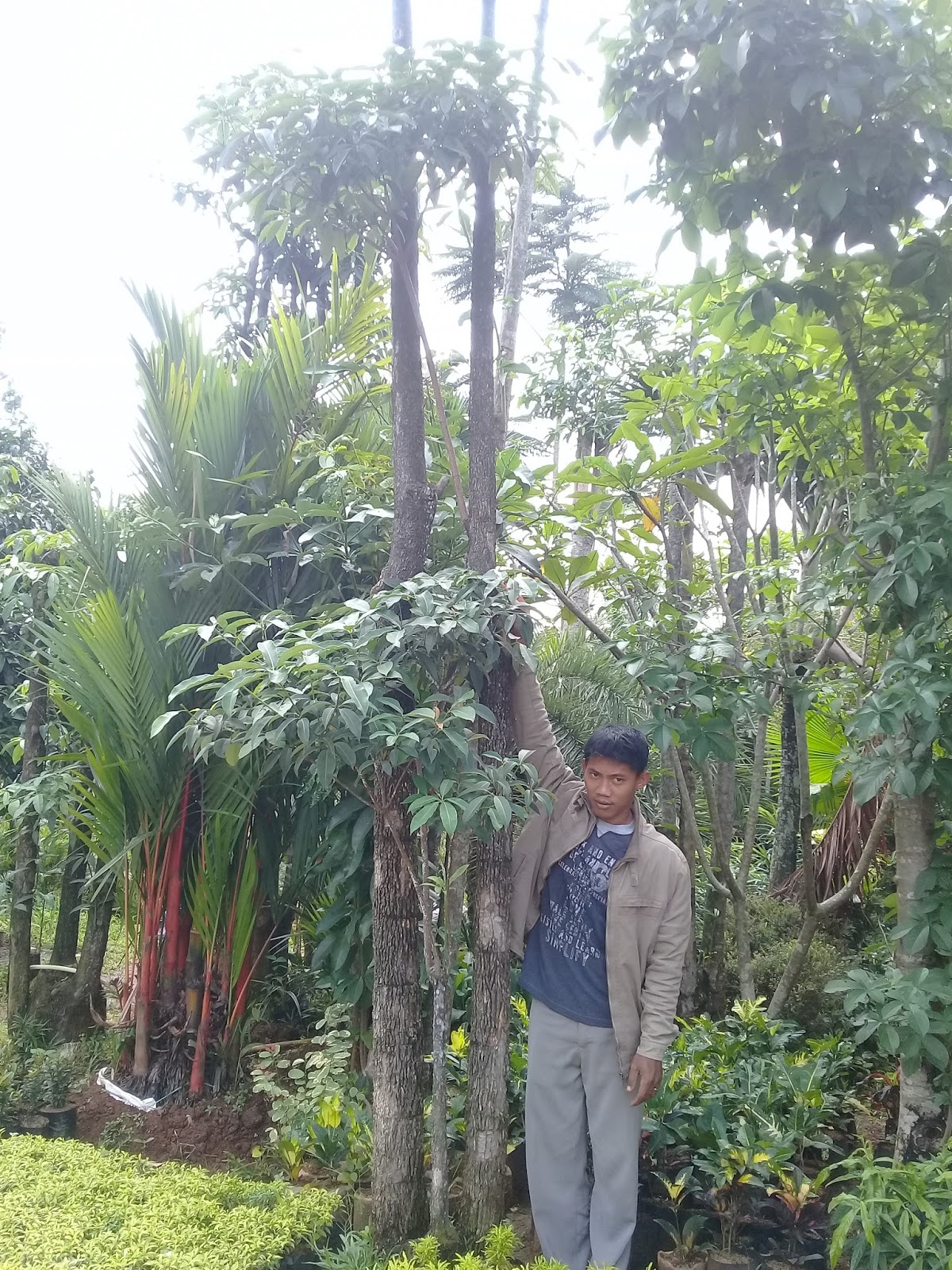 Jual Pohon Pulai|Pule ~ Tukang Taman Murah Berkualitas Tlp:081380548055