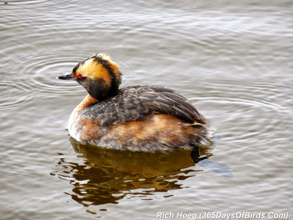 HOODED GREBE photos - wallpapers | the fun bank