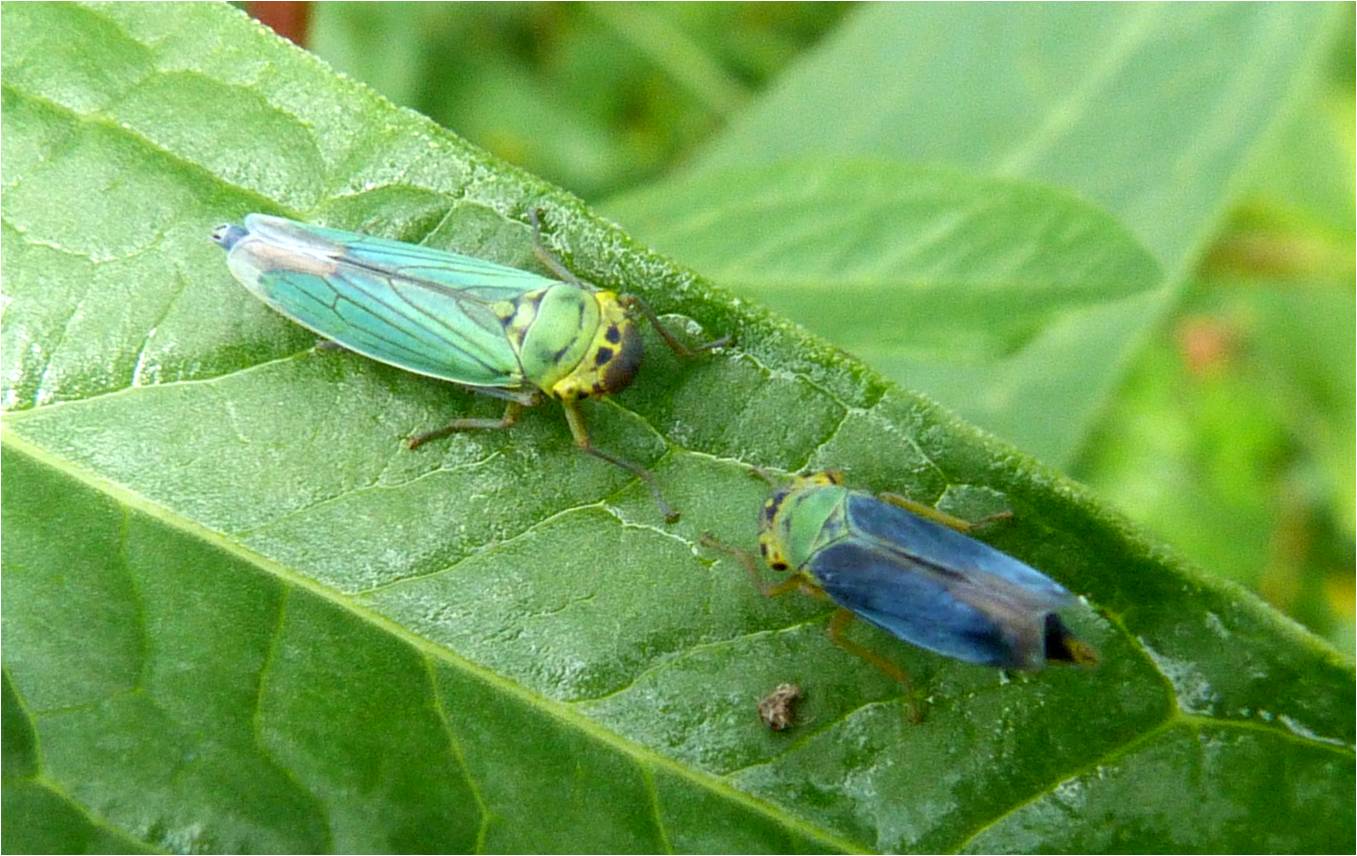 Insects of Scotland: True Bugs