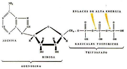 Temas Selectos de Biofísica: Adenosín Trifosfato (ATP)