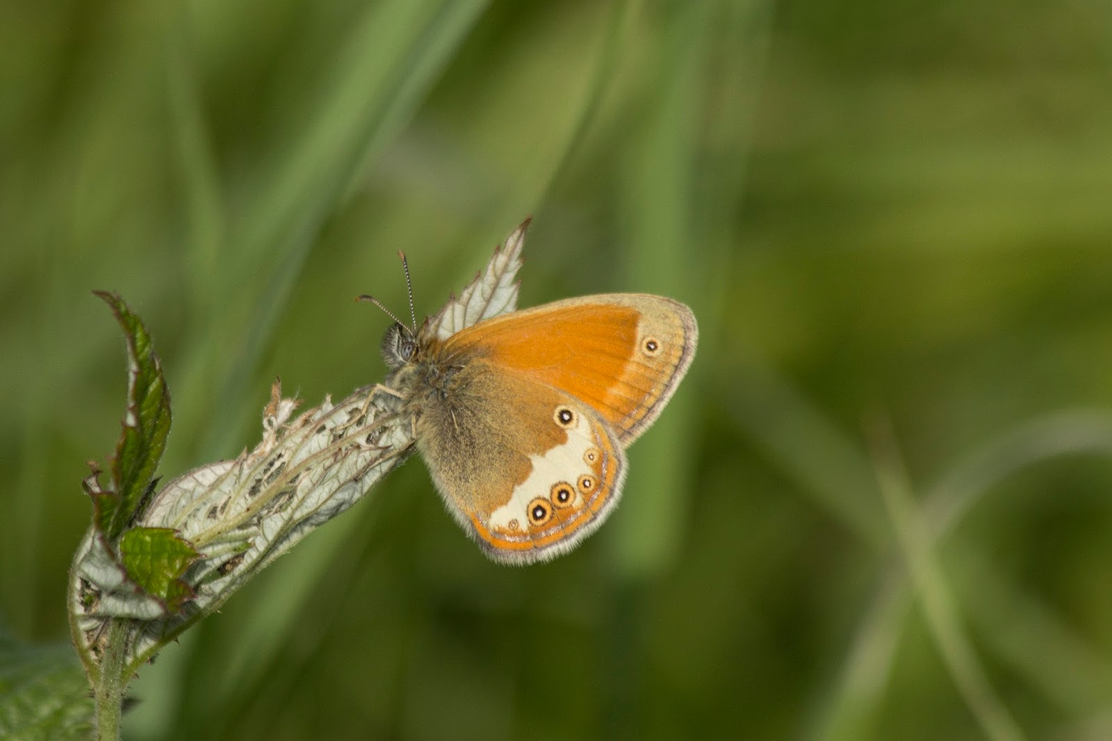 CDN NATUUR FOTOGRAFIE: juni 2017
