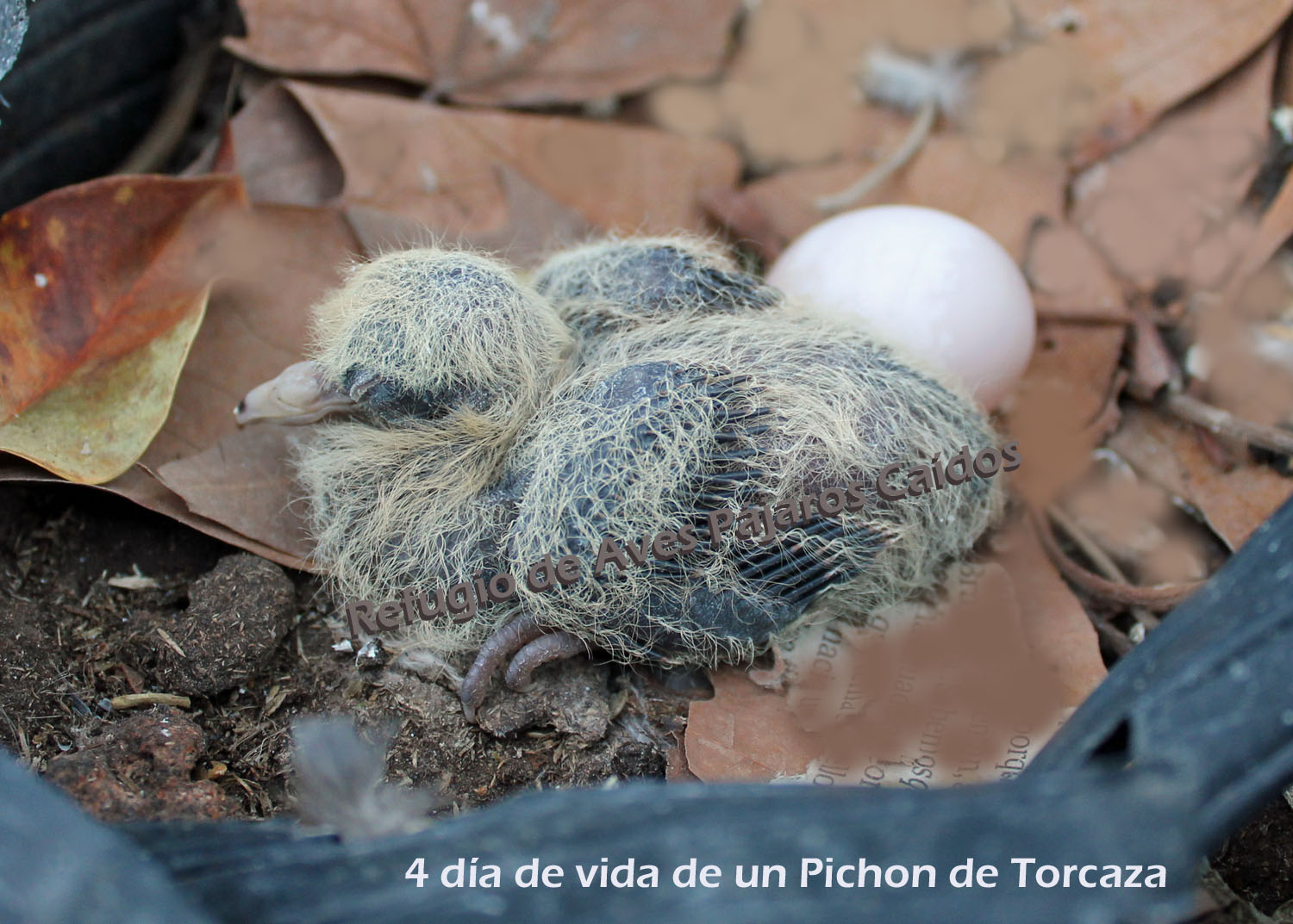Pichón de Torcaza (Zenaida auriculata). Fotos del recién nacido hasta ...