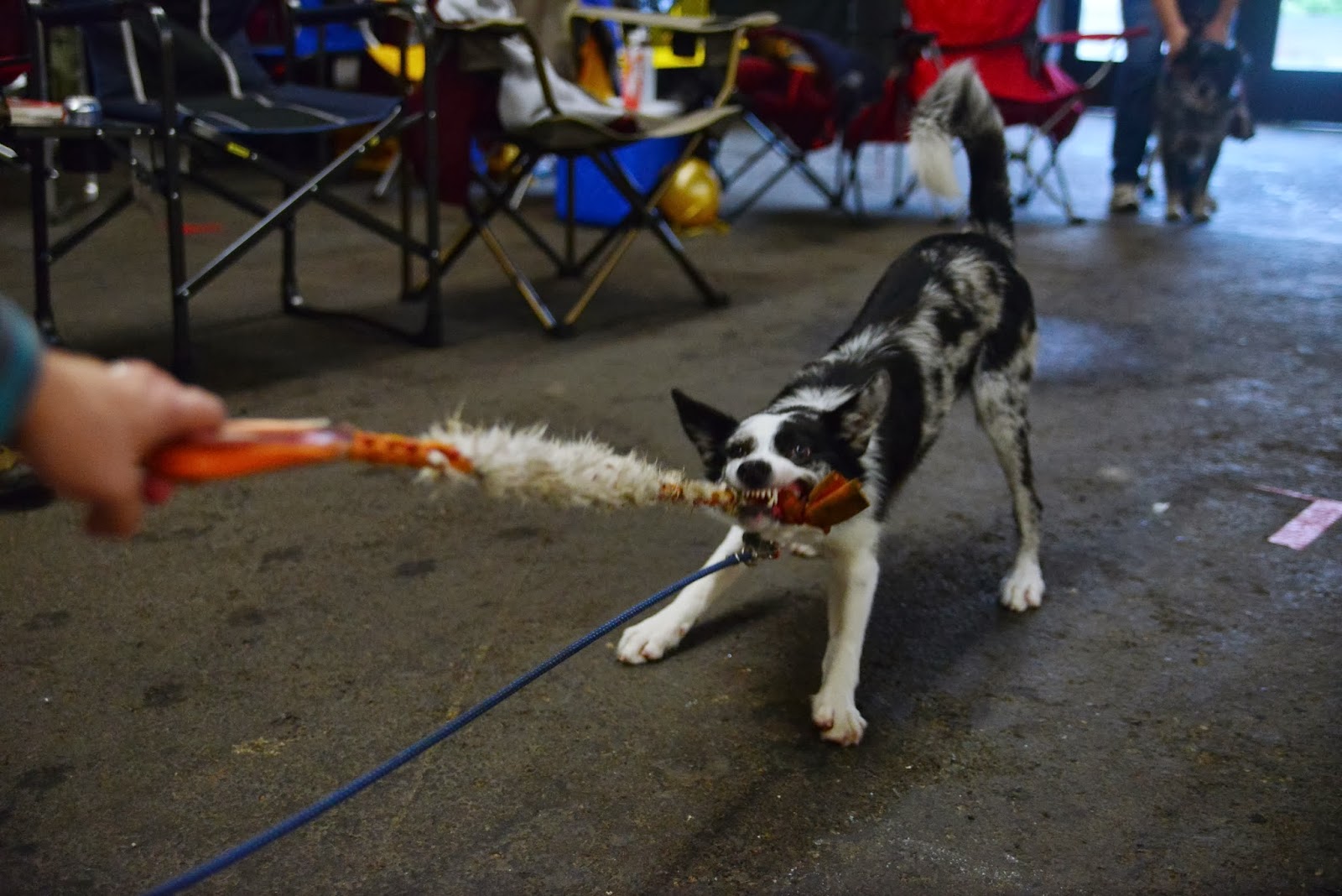 Bikes, Books, and Border Collies