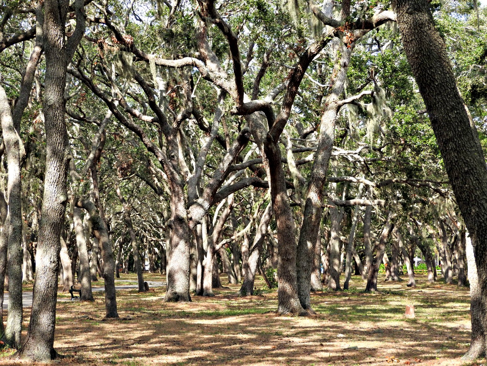 MadSnapper: Oak Motte Walkabout