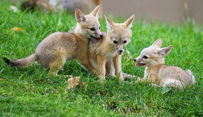 White Wolf : Little wild kit foxes are having a great time (Photos)
