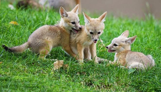 White Wolf : Little wild kit foxes are having a great time (Photos)