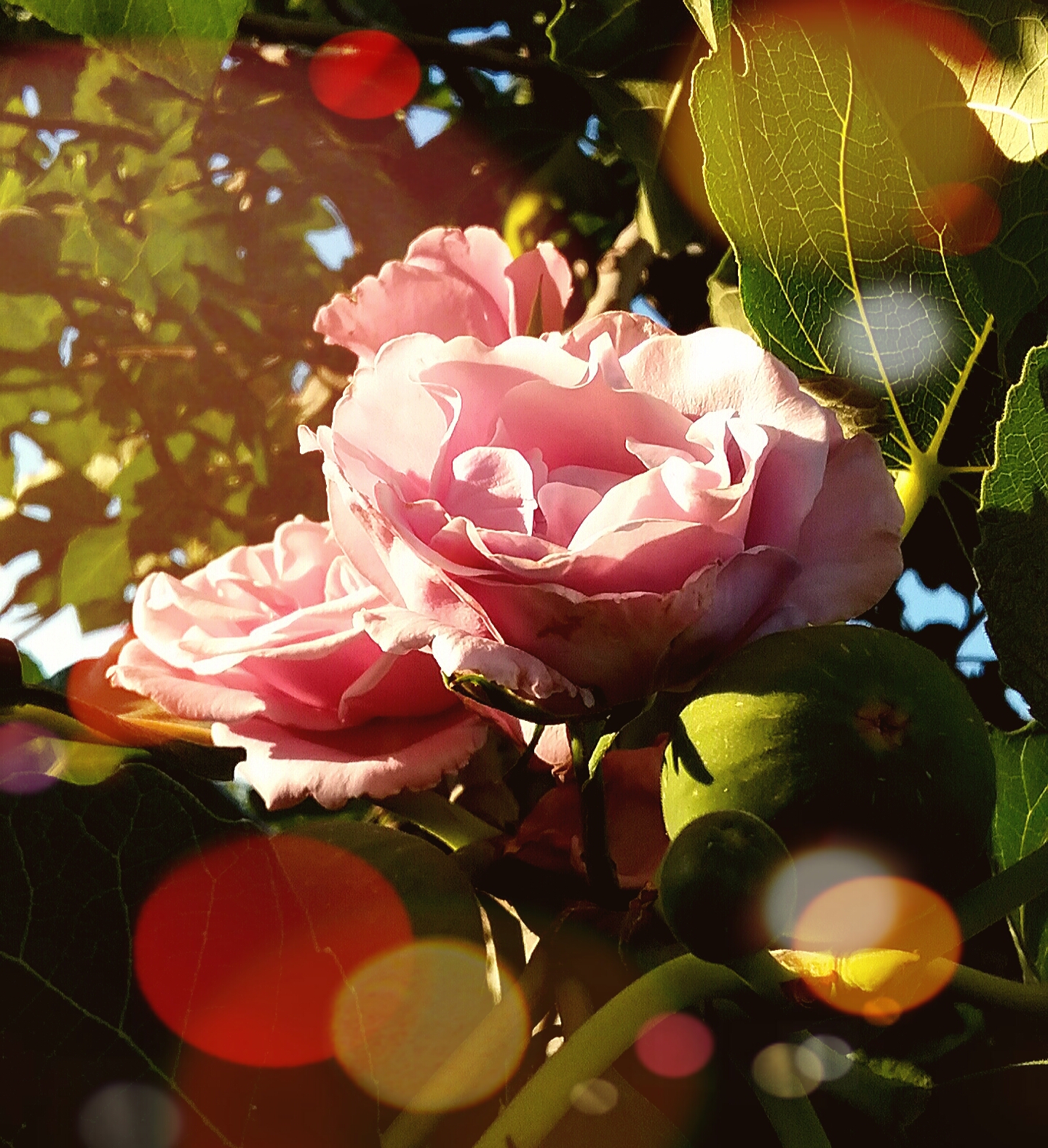 Lit Lover: Lit flowers and fruit