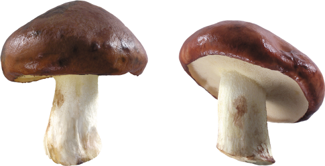 ® Colección de Gifs ®: IMÁGENES DE HONGOS O SETAS