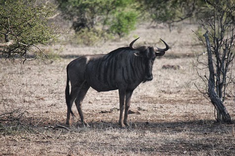 Sydafrika: Dag 3 - 12.oktober