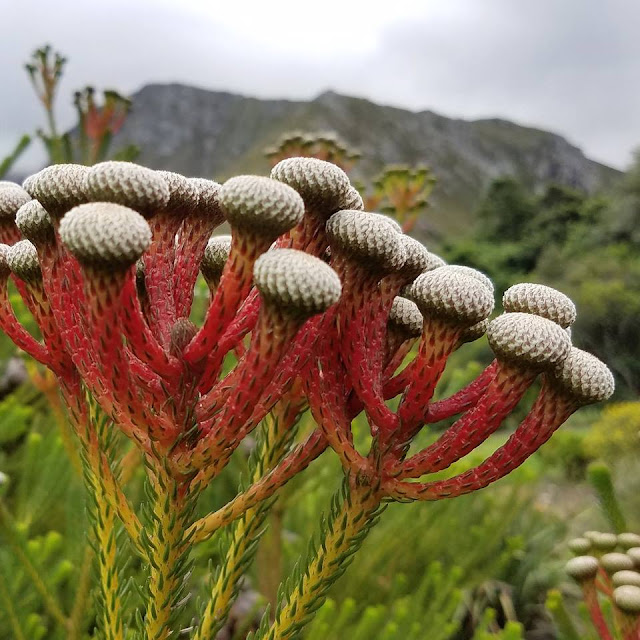 Brunia Flower Best Images Photography - Gardening