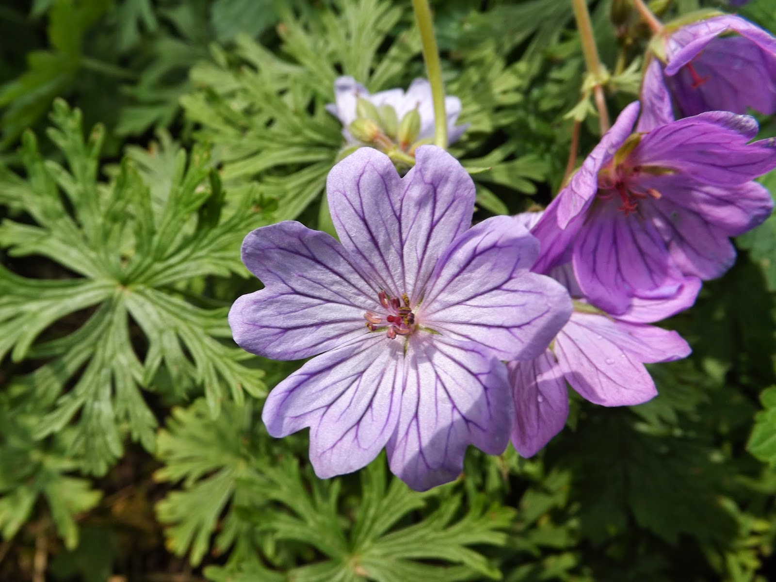 Le Jardin de la Salamandre: Les géraniums tubéreux du Bassin méditerranéen