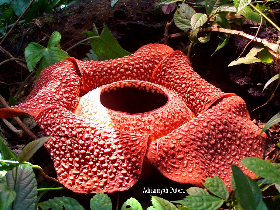 Rafflesia Flower Information
