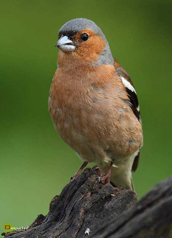 Pinzon comun ( Fringilla coelebs )