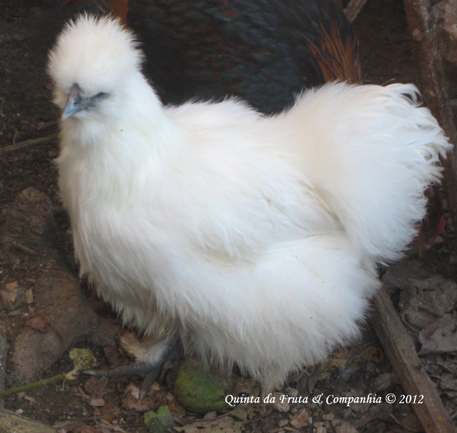 Fruta e Companhia: Sedosas do Japão na Quinta