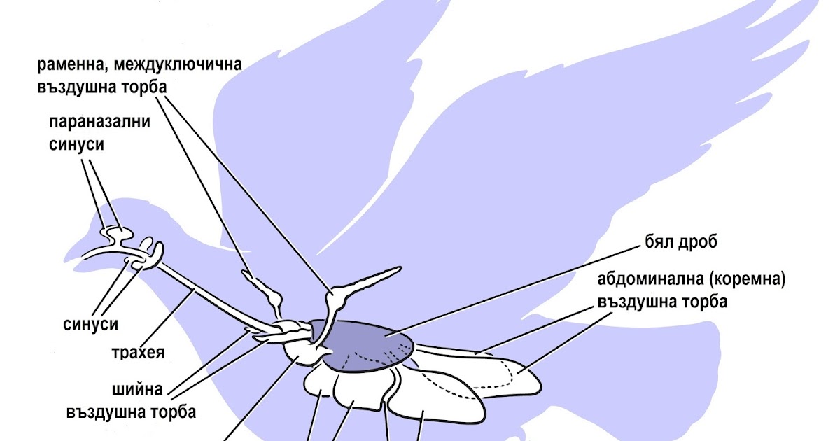 Съвети за отглеждане и здравеопазване на гълъби .: Дихателна система