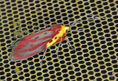 BunyipCo: September 2012