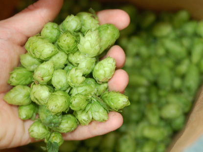 Mark Dredge - Beer: Hop Extract and Oils