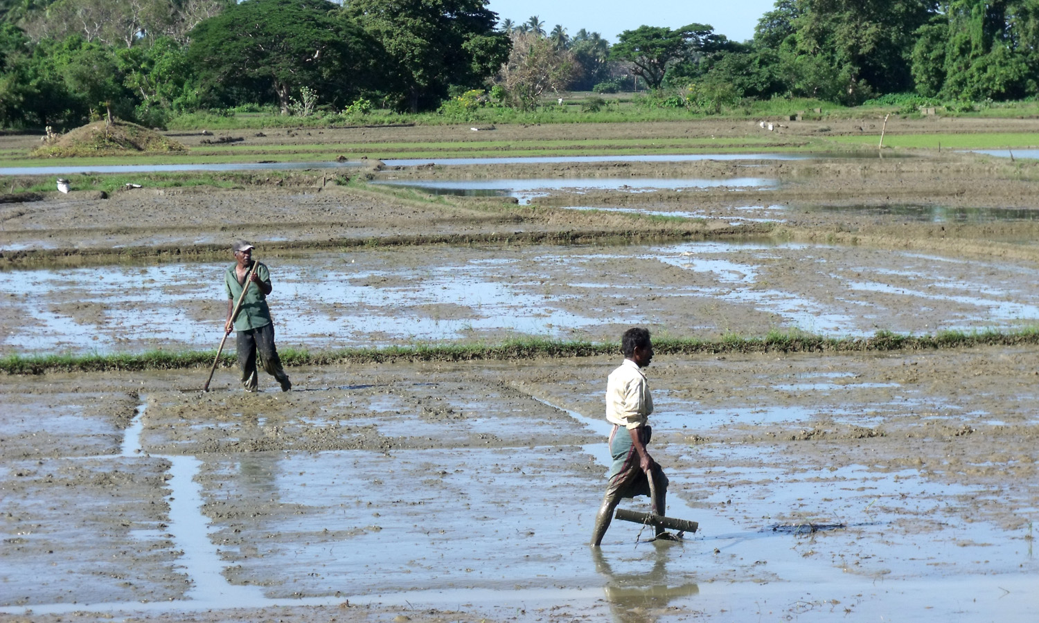 Images of Sri Lanka on blogspot.com: Working a paddy field