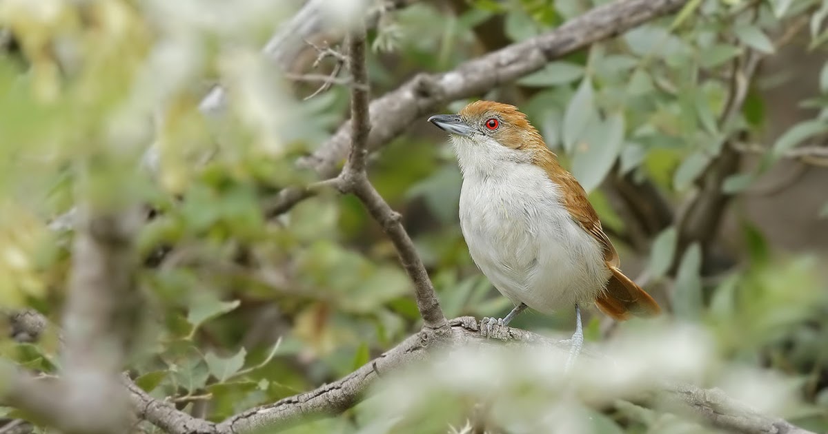 mis fotos de aves: Taraba major Chororó Great Antshrike
