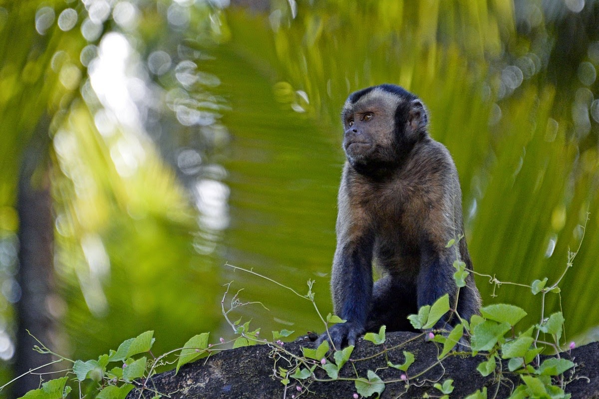 Expé aux îles du Salut / Guyane: Se réveiller aux îles du Salut (enfin ...