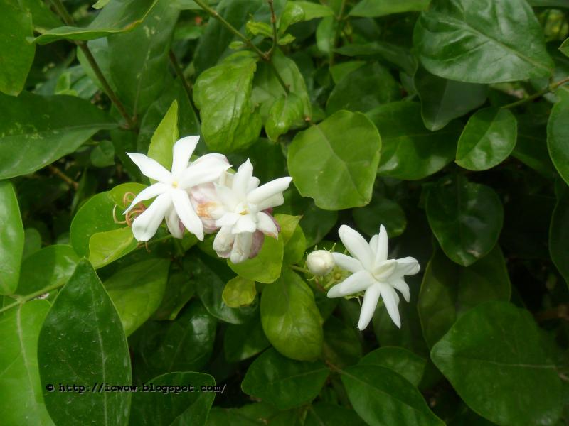 Beli Ful(বেলী ফুল) - Jasminum sambac