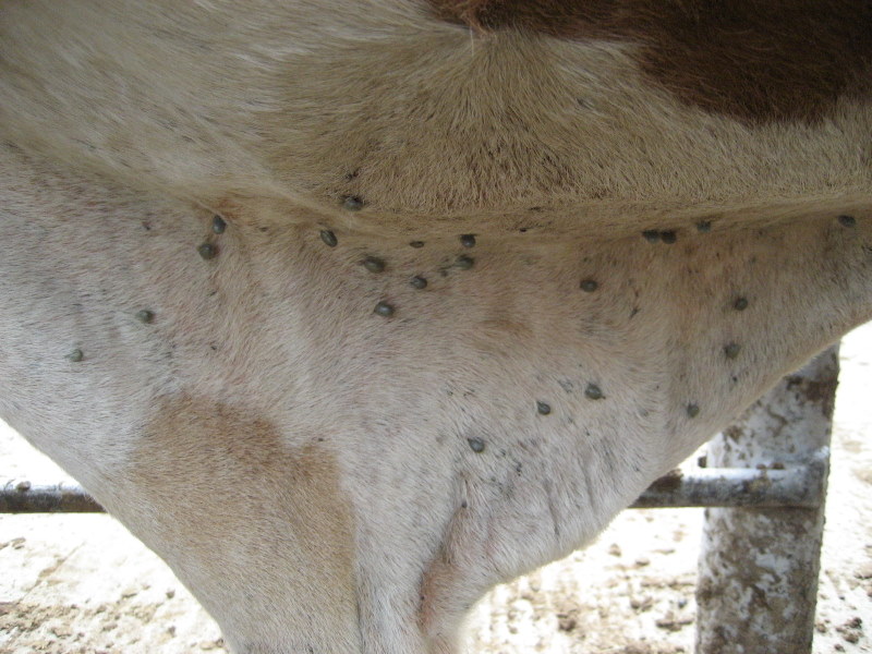 Tick Control on Cattle and Game: Blue Tick Resistance Program in ...
