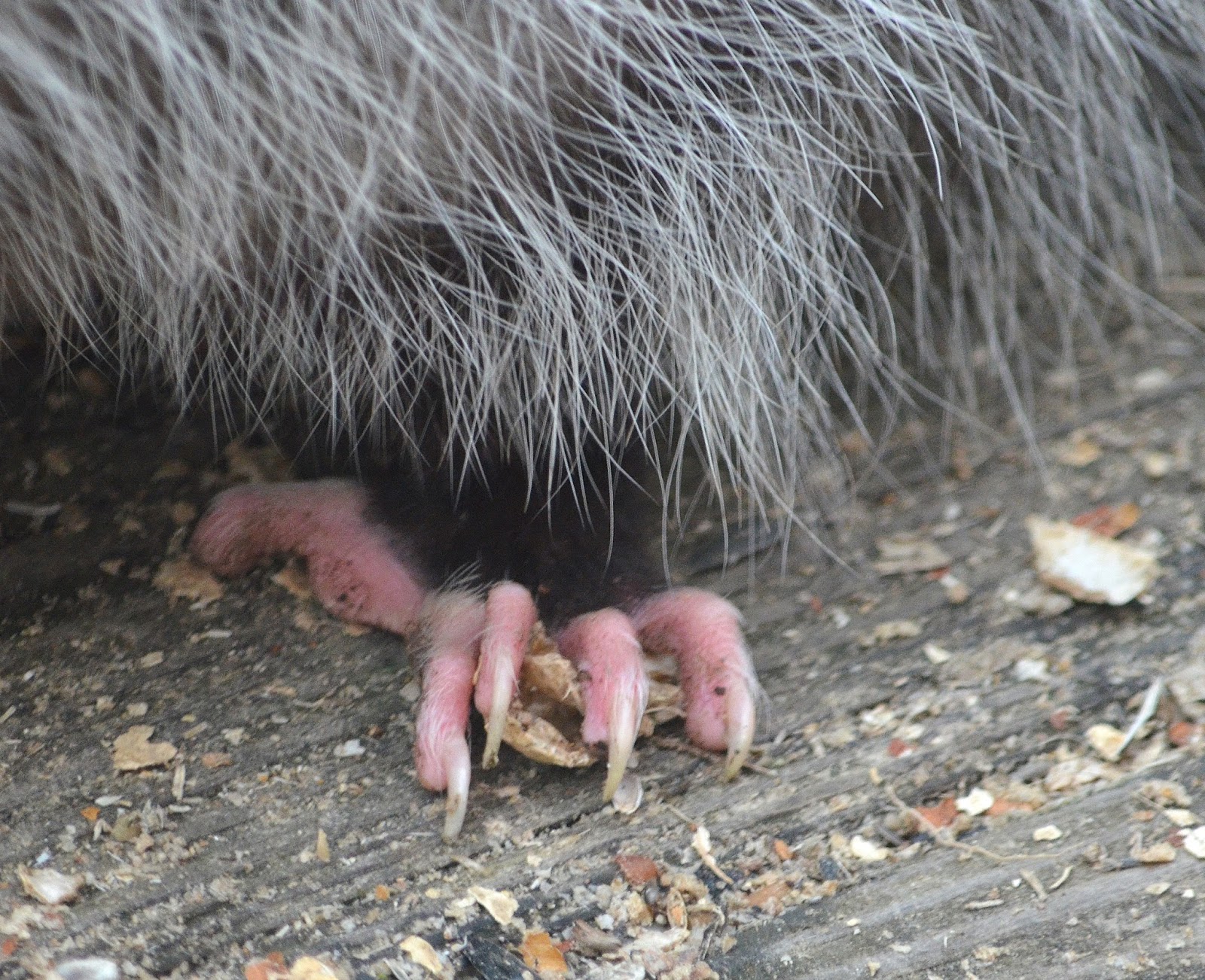 Animal Crackers: OPOSSUM-the Marsupial, the Myth, the Legend.