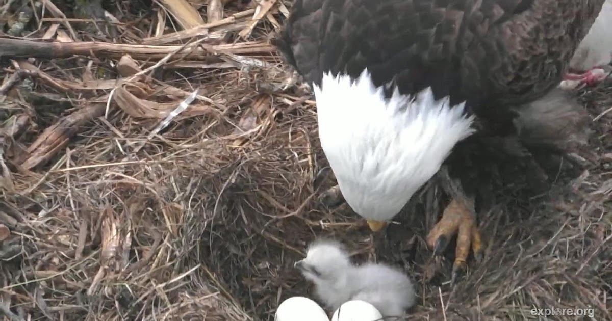 Raptor Resource Project Blog: Eaglet Growth and Development: Week One