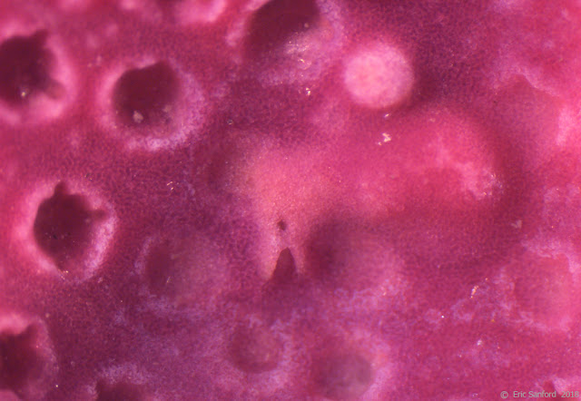 The Natural History of Bodega Head: At home in the hydrocoral