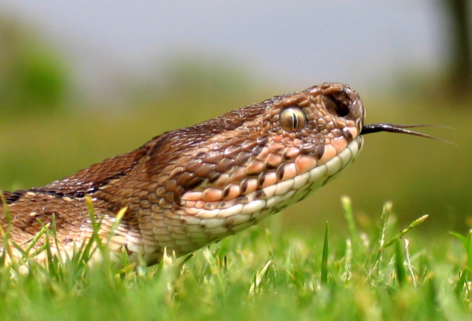 Daboia | The Life of Animals