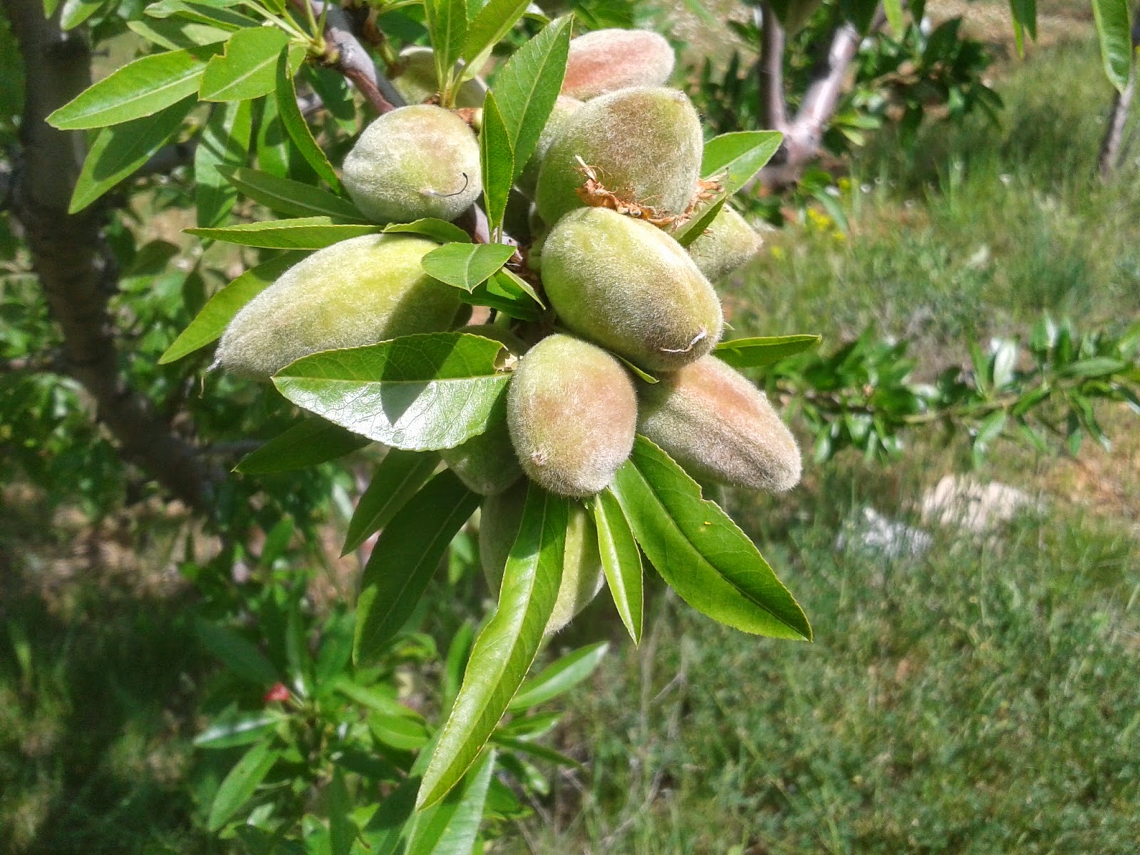 Almendras ecológicas : ALMENDRAS ECOLOGICAS Y SU COLOR VERDE