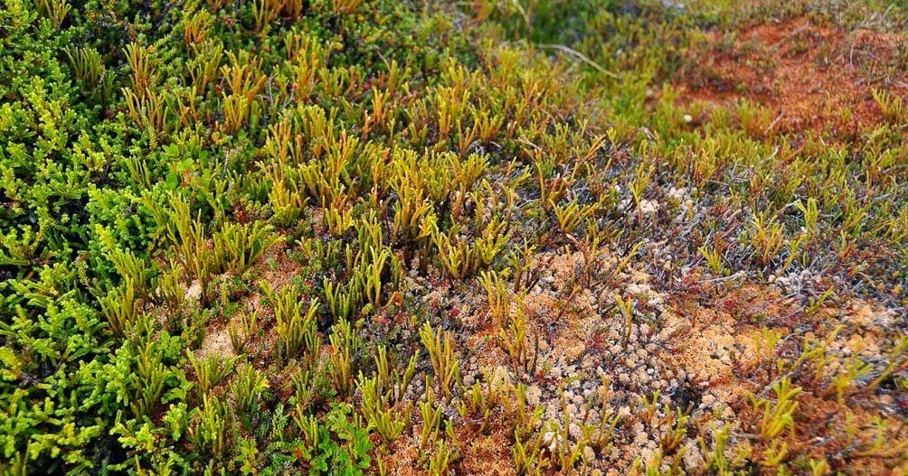 Variety of Life: Pinopsida