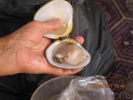 Sarawakiana@2: Lokam (Fresh Sarawak River Clams)