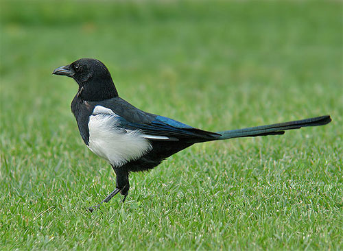 L'hort del Lluís de peguera: OCELL MÉS IMPORTANTS :GARSA