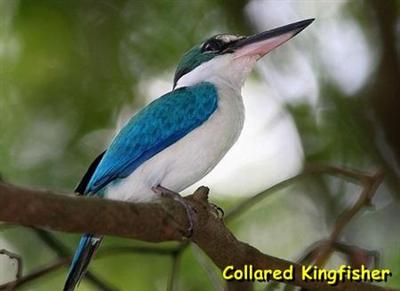 Kicau Burung: Raja Udang atau Cekakak (Kingfisher)