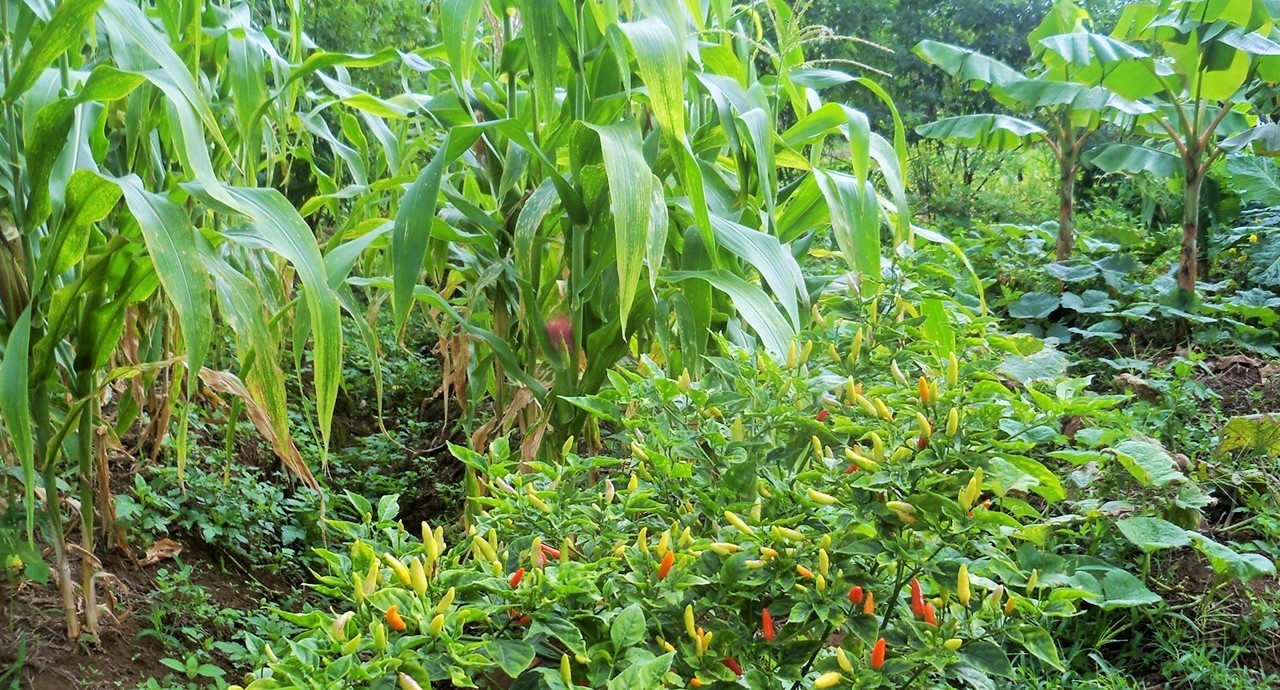 Indigenous Agroecology: The Forest Garden