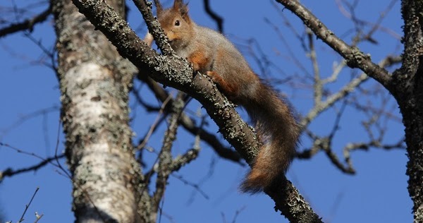 Luontoa linssin läpi: Peipot, leivot, pääskyt ja linnut muut....