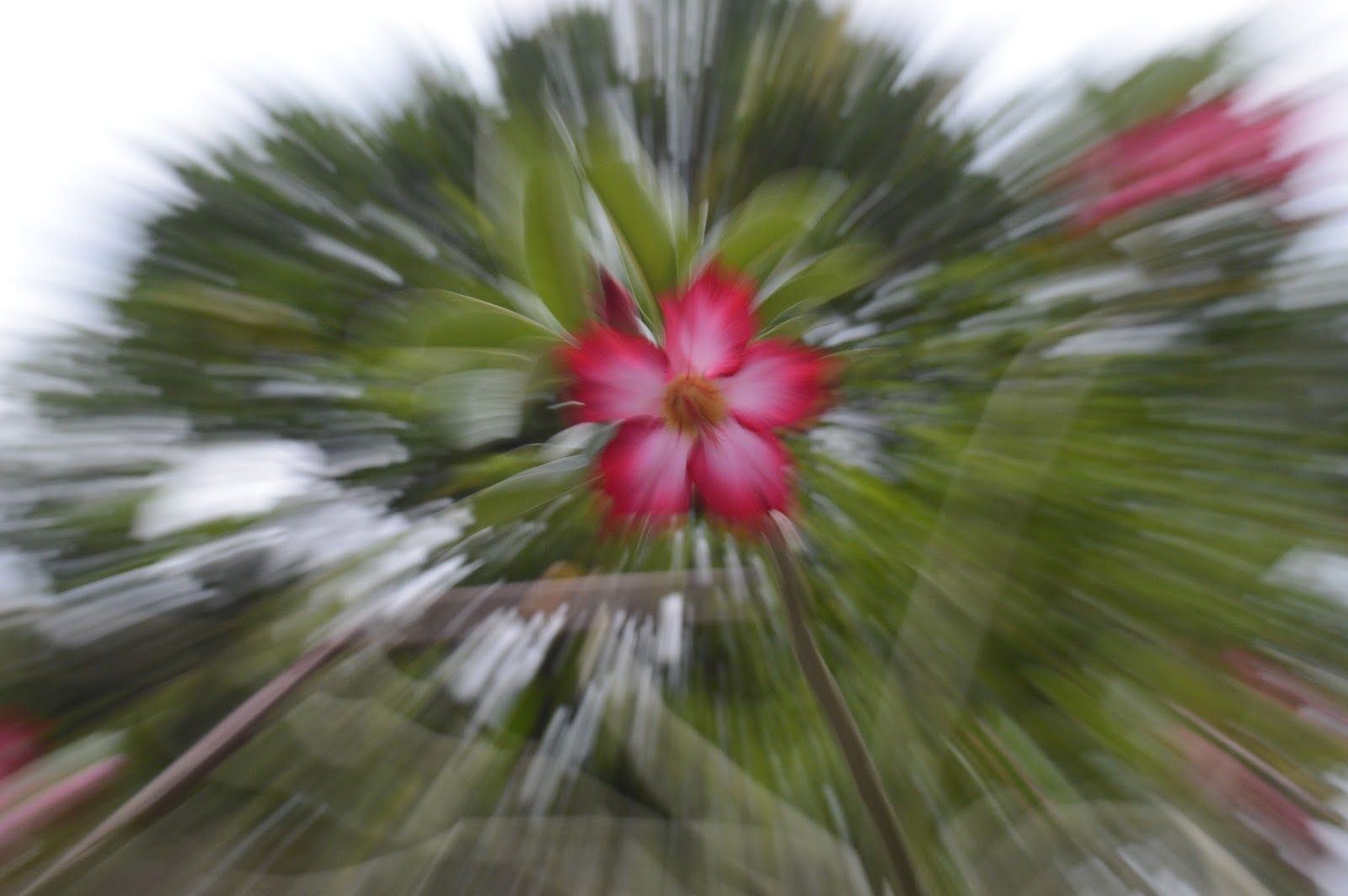 Tutorial Teknik Zooming Pada Fotografi - AM blog