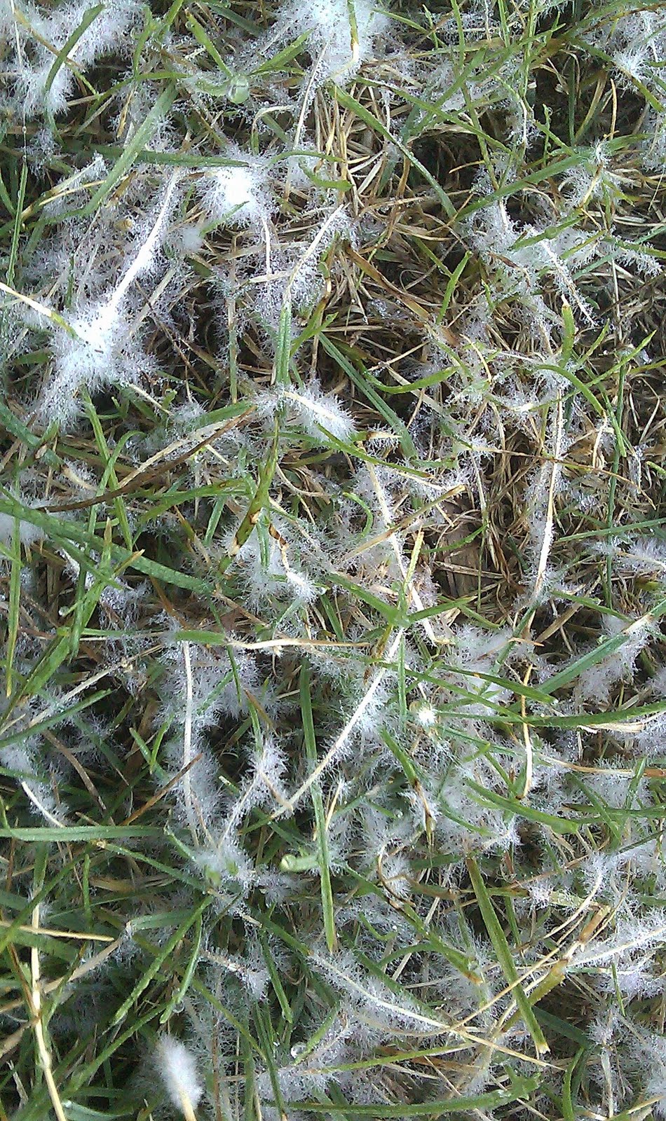 iaTURF: Potential for Late-Season Pythium