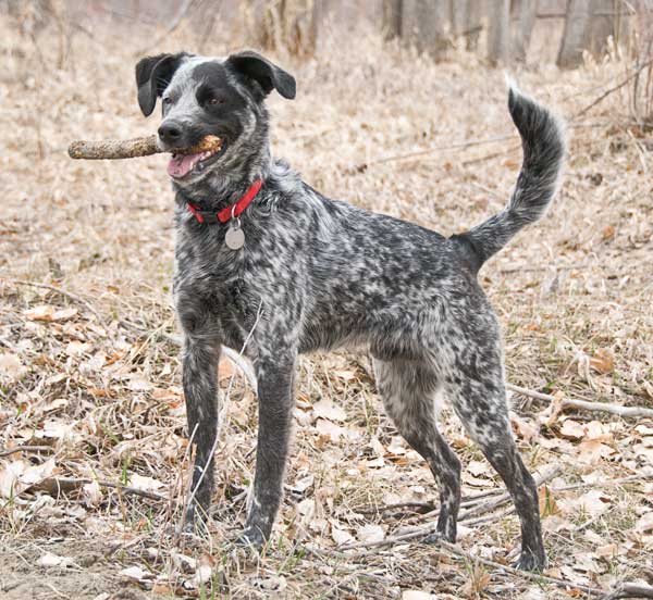 Dog Portrait Photography: Simon