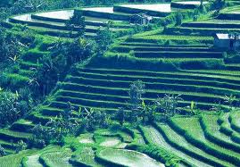 TERISI CYBER: Jenis-jenis Sengkedan