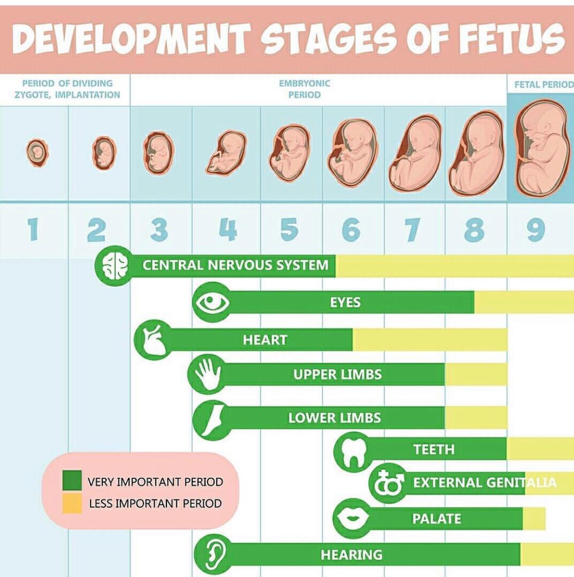 Development Stages Of Fetus - DR SAIRA BALOCH