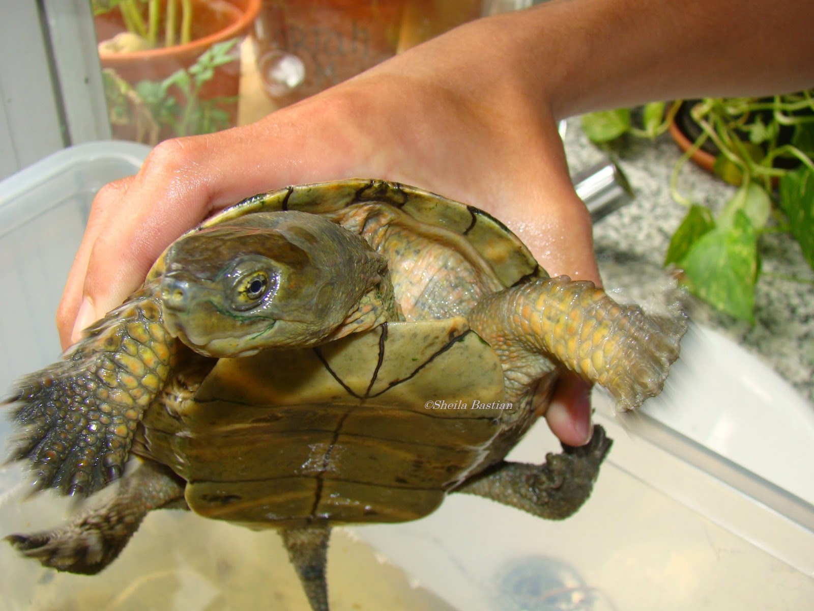 Science Magazine: SCIENCE FAIR PROJECT - MAUREMYS LEPROSA - ARTURO PEREZ