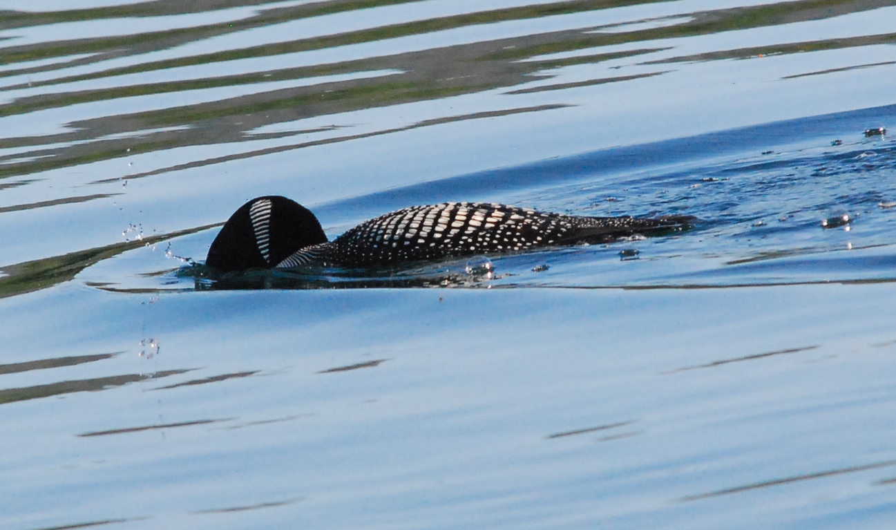 Birds of Madison County: Common Loons - visitors to Madison County