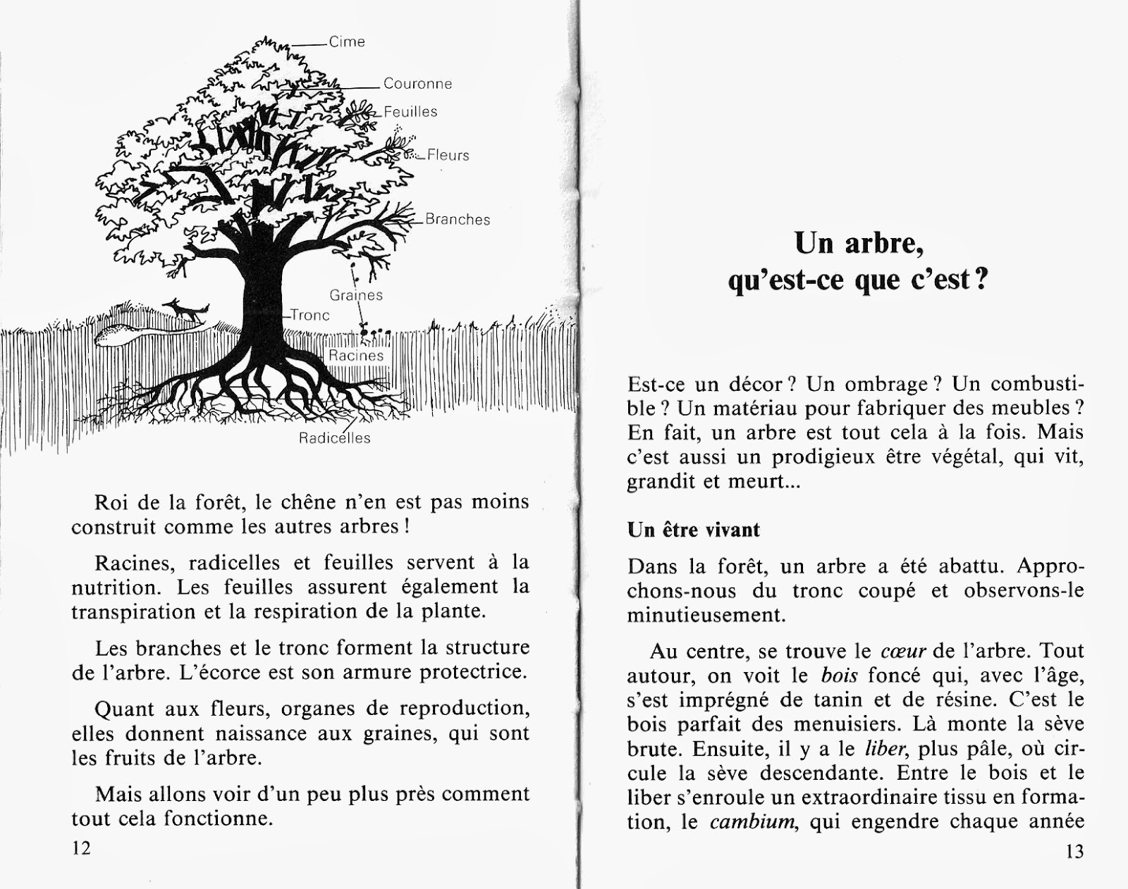 Leçons de choses: À la découverte des arbres et de la forêt (Anie Politzer)
