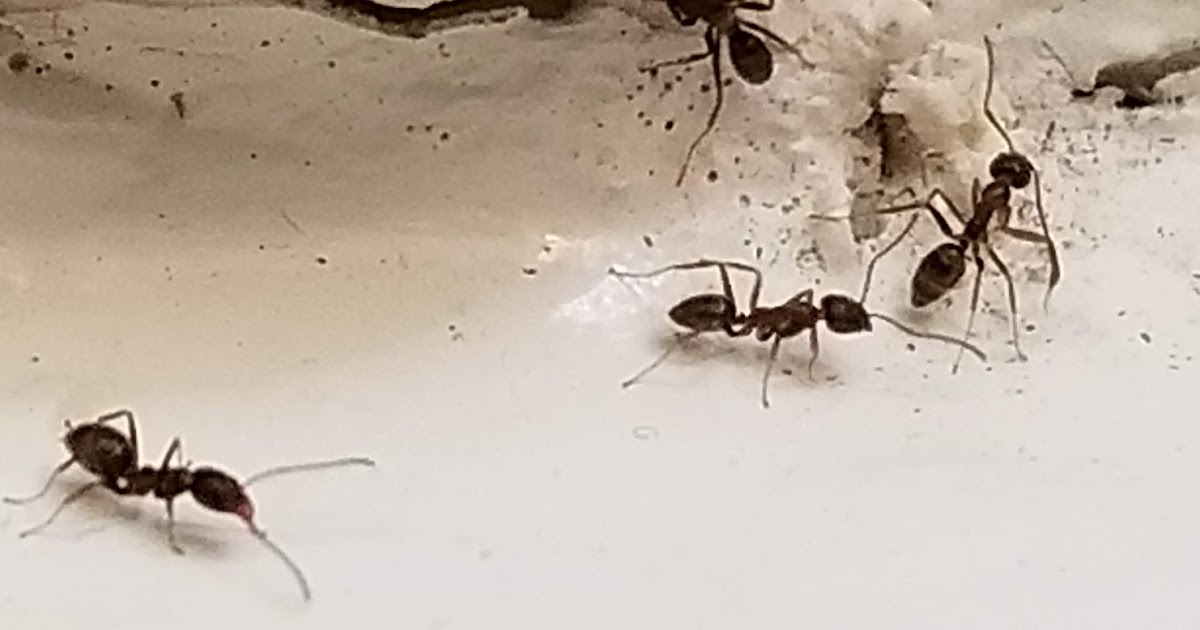 Springfield Plateau: Invasive Ants