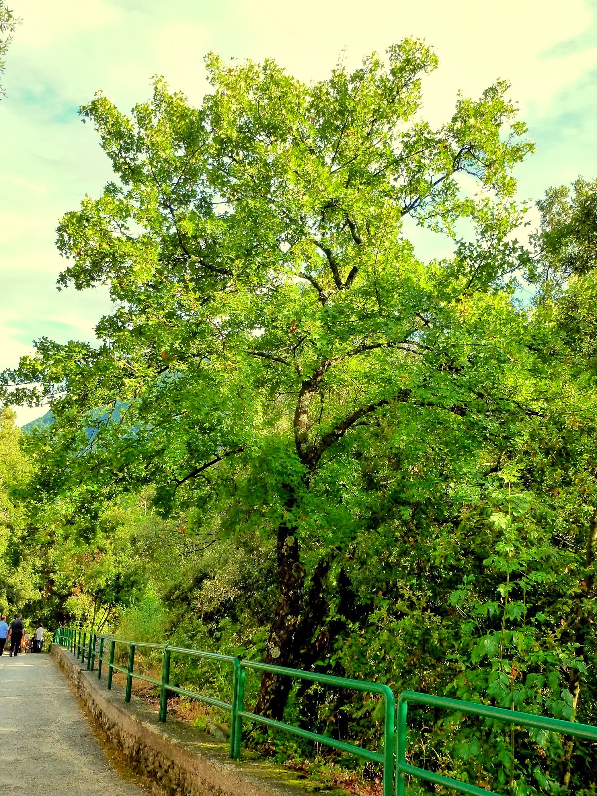 Árboles con alma: Arce de Montpellier. Acirón. Auró negre. (Acer ...