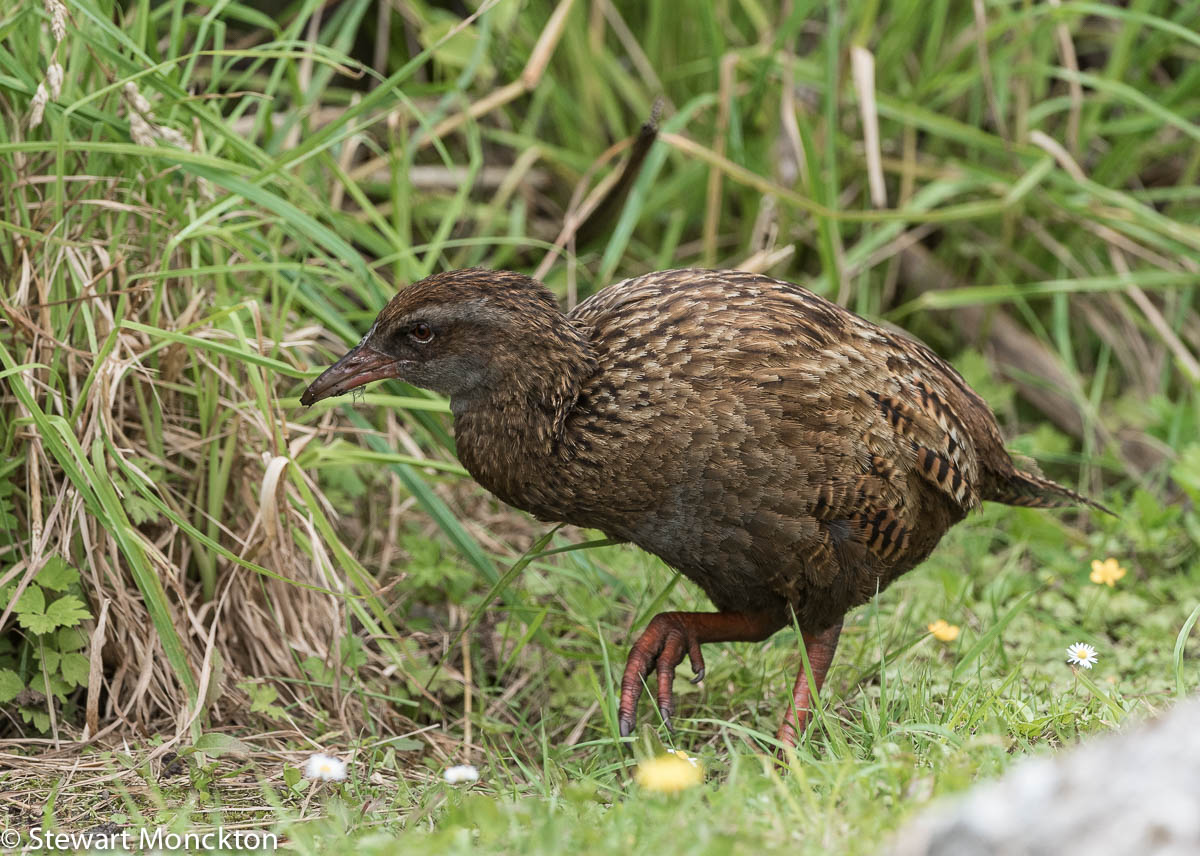 Paying Ready Attention - Photo Gallery: Wild Bird Wednesday 237 - Weka