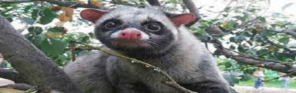 Weasel Rase And Weasel Biul Fight For Food - Dunia Satwa Hewan Buas ...